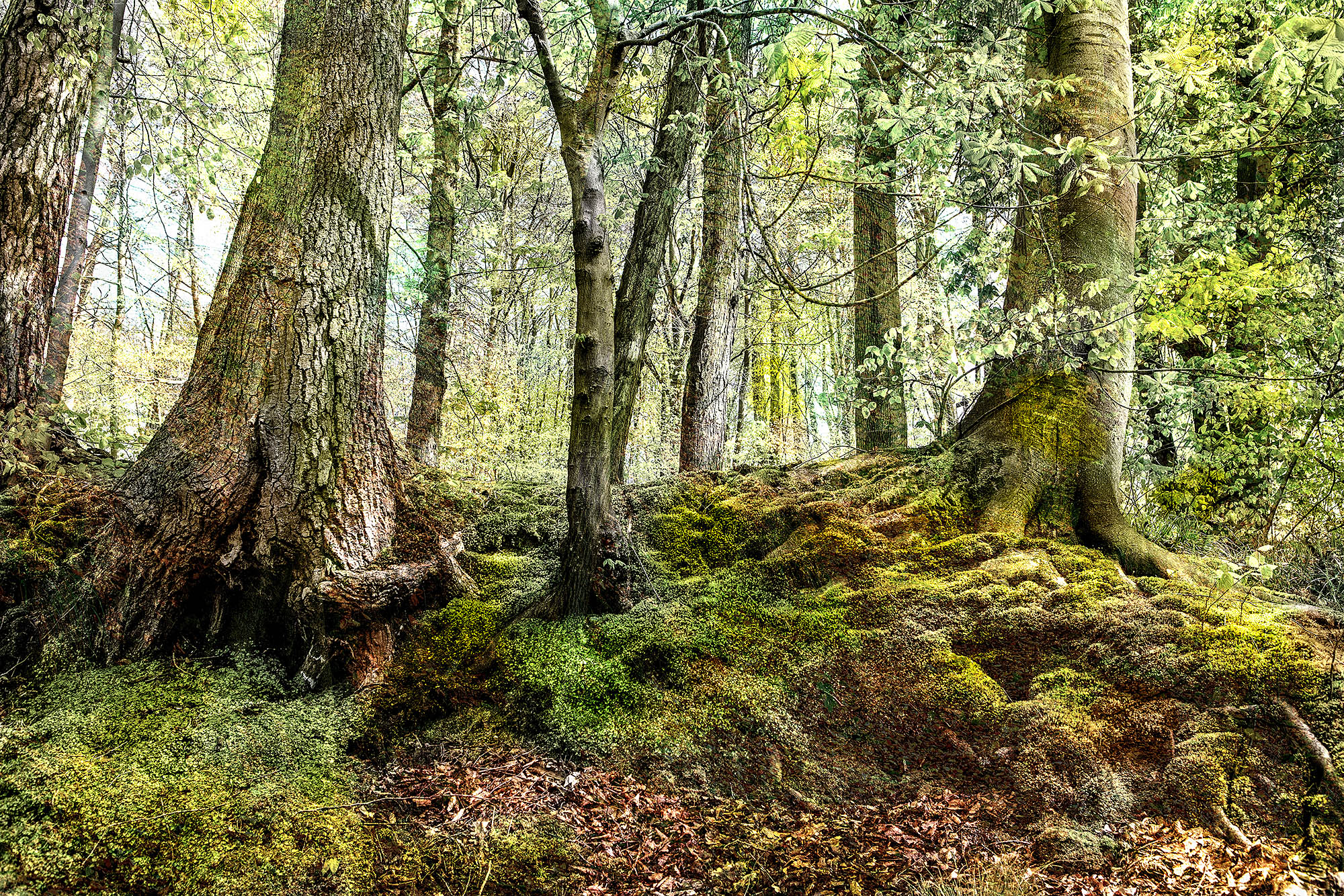 Die Waldbilder - Strandgut